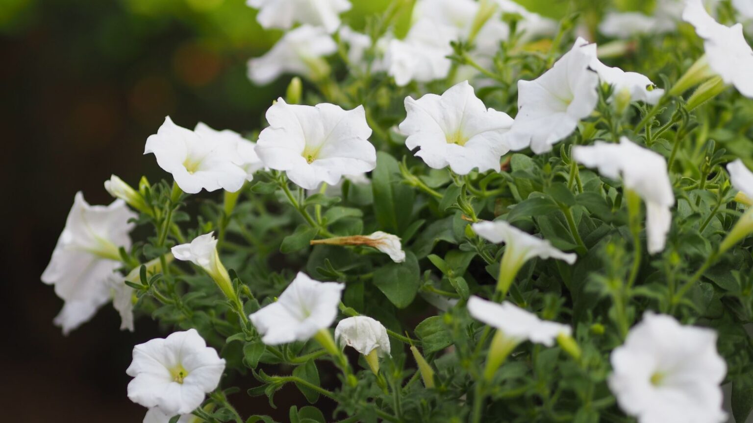 How to Plant, Grow, and Care For Firefly Petunias