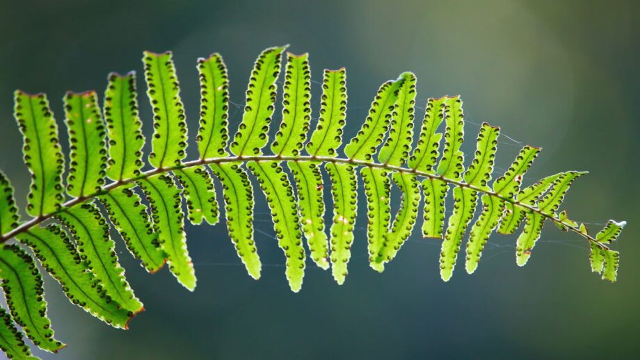 How to Plant, Grow, and care for Boston Ferns