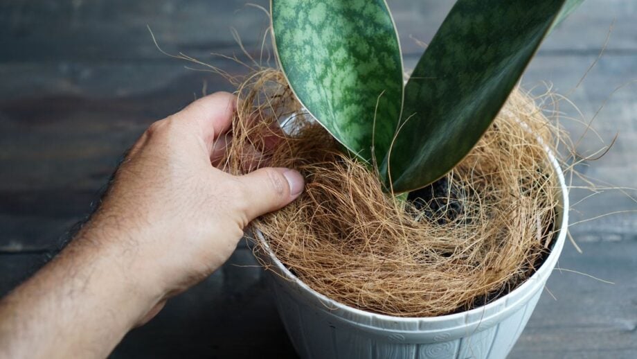 What is Coco Coir and How to Use it