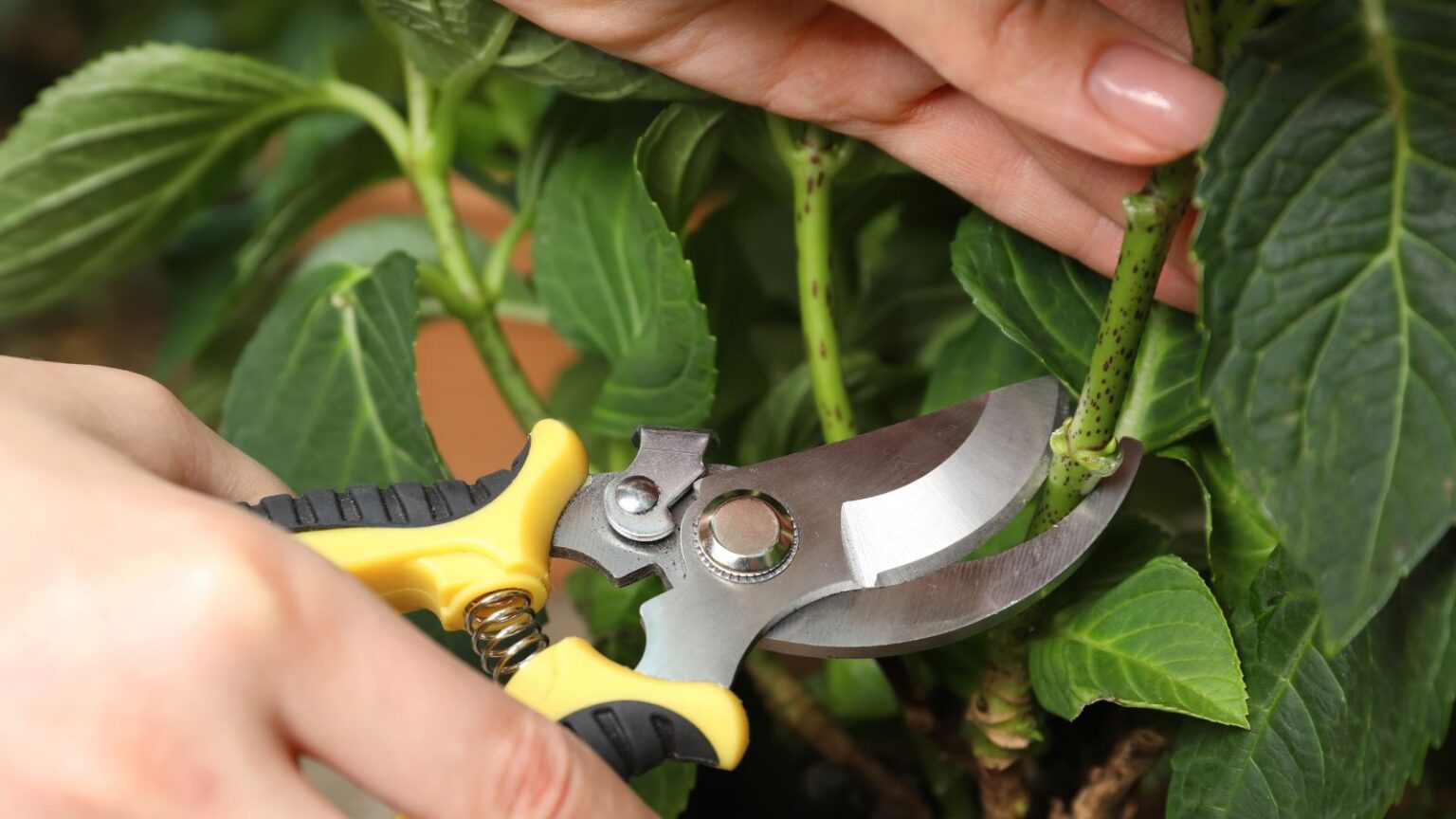 How to Plant, Grow, and Care For Toad Lilies