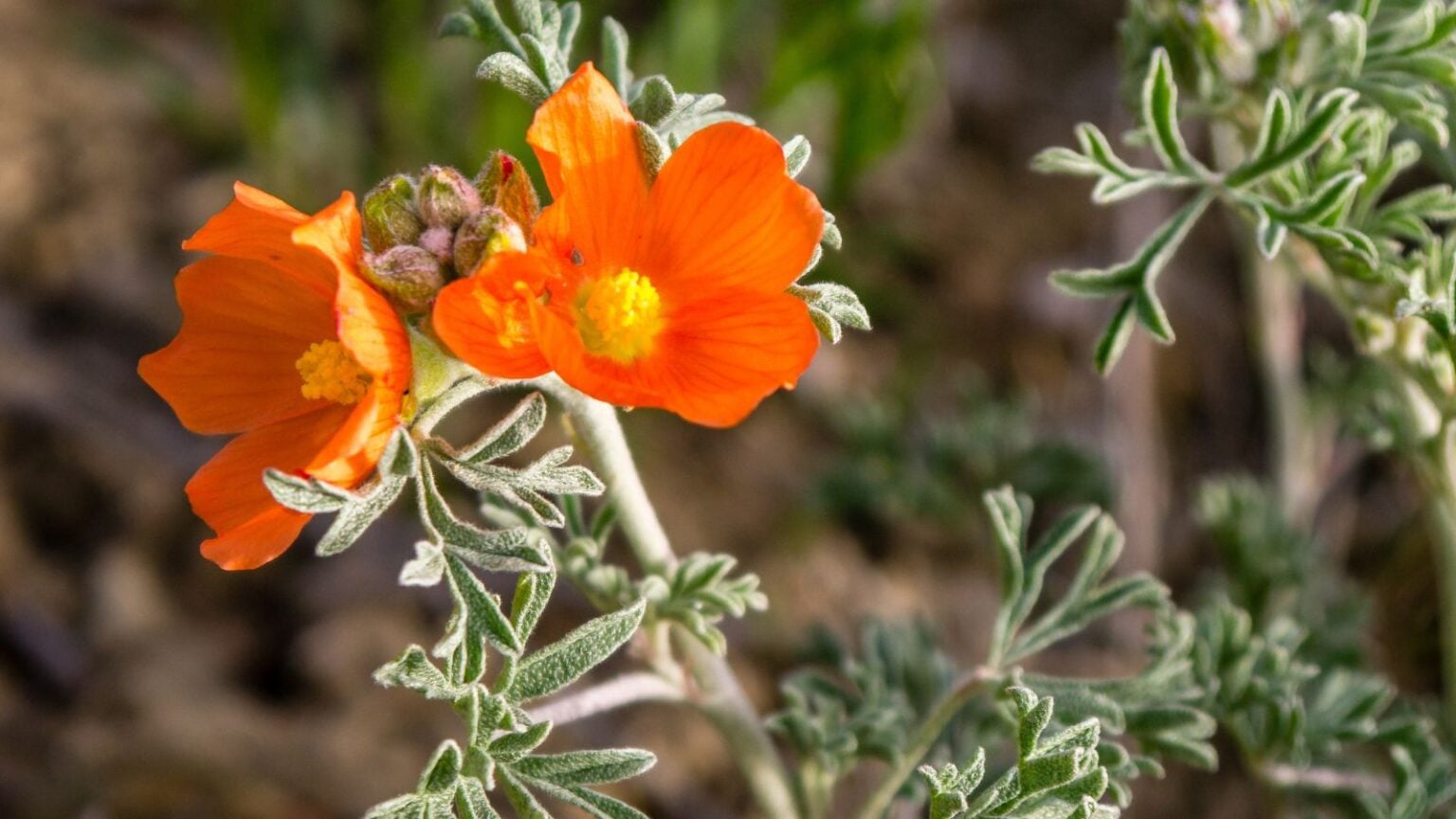 How to Plant, Grow, and Care for Scarlet Globemallow
