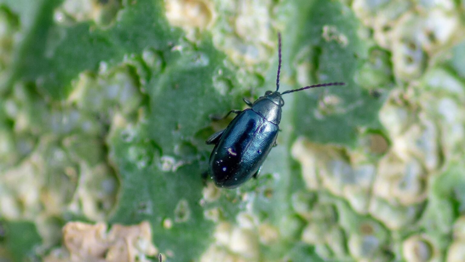 How to Identify and Get Rid of Flea Beetles