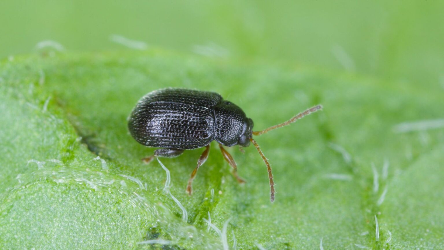 How to Identify and Get Rid of Flea Beetles
