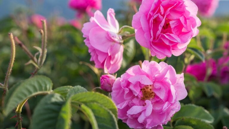 How to Plant, Grow, and Care For Autumn Damask Roses