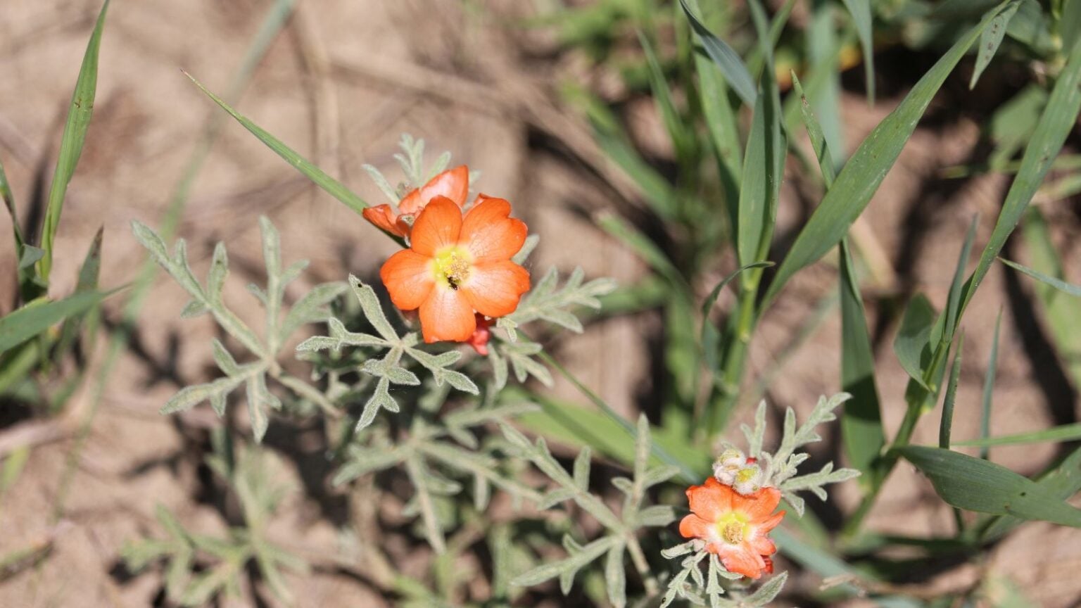 How to Plant, Grow, and Care for Scarlet Globemallow
