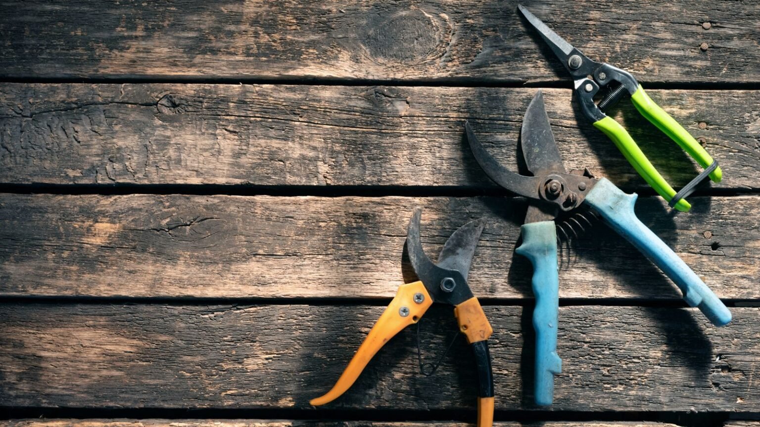 How to Plant, Grow, and Care for Arrowroot