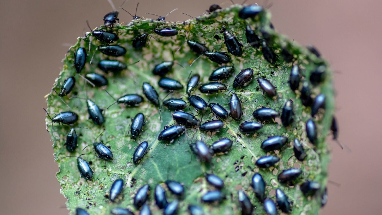How to Identify and Get Rid of Flea Beetles
