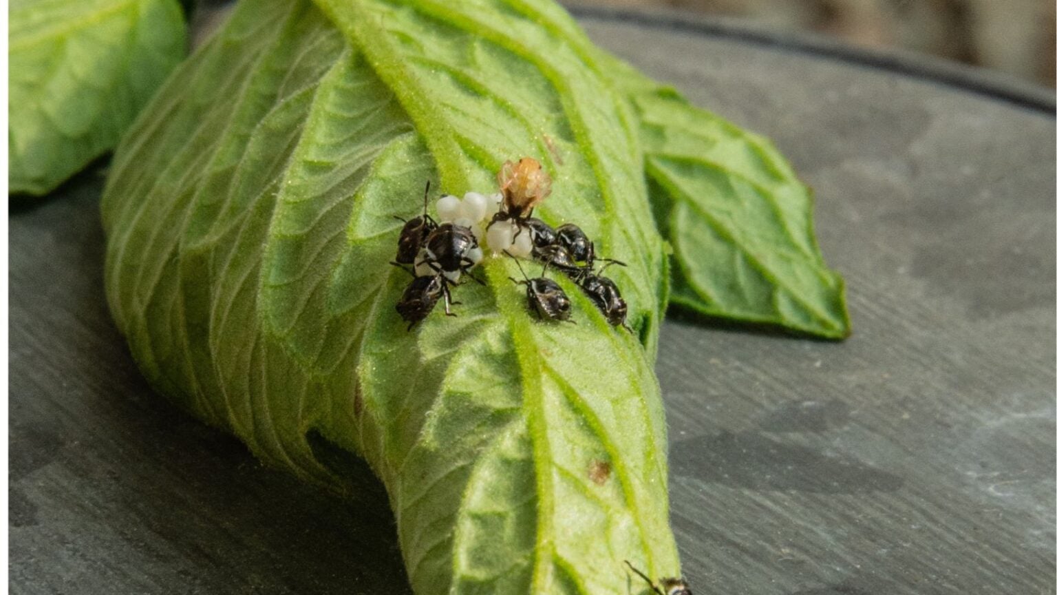 How to Identify and Get Rid of Flea Beetles