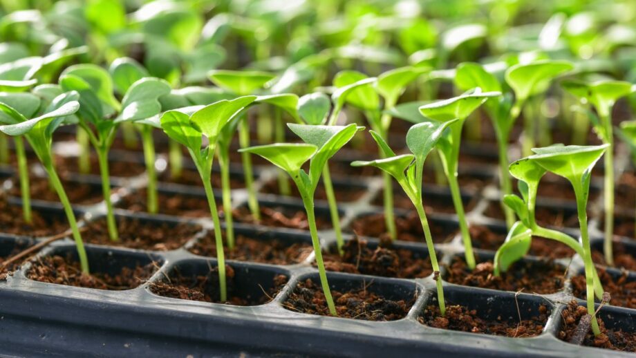 How Many Seeds to Plant Per Hole, Pot, or Cell