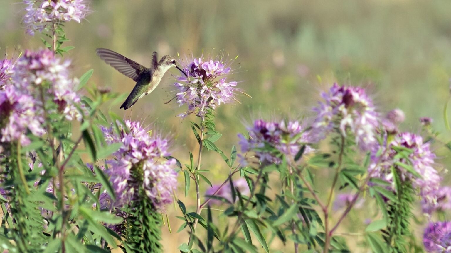 How to Plant, Grow, and Care for Rocky Mountain Bee