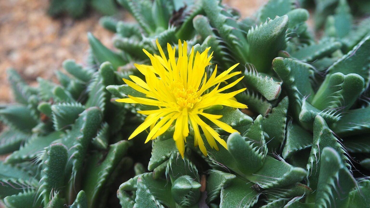 How to Plant, Grow, and Care for Faucaria Tuberculosa