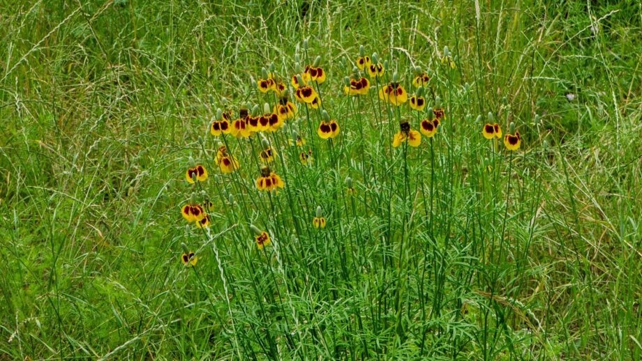How to Plant, Grow, and Care for Mexican Hat Flower