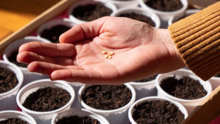 How to Germinate Pepper Seeds Faster