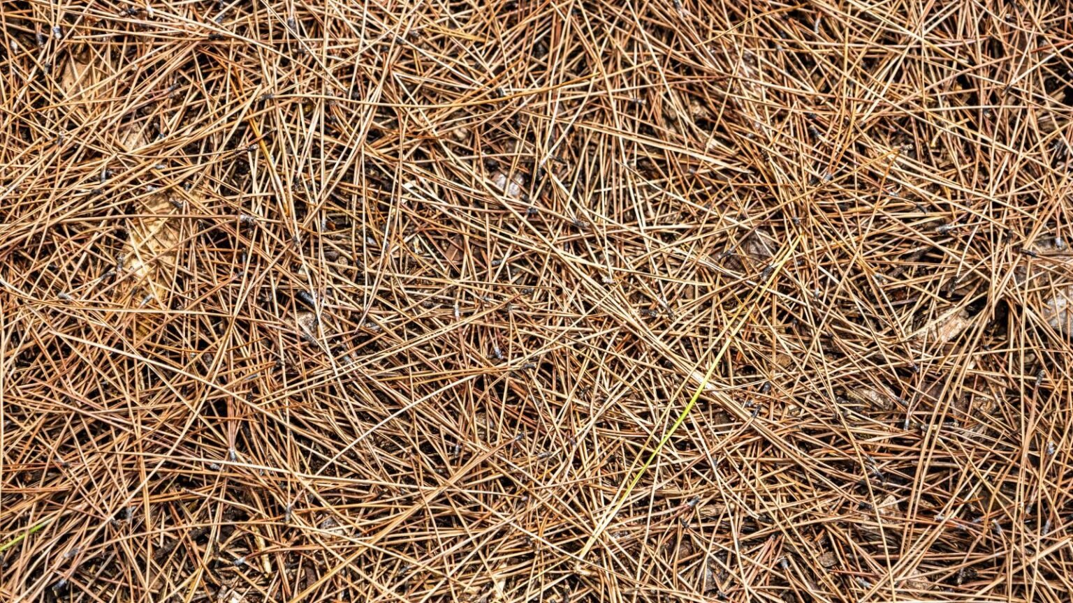 How to Use Straw Mulch in Your Garden