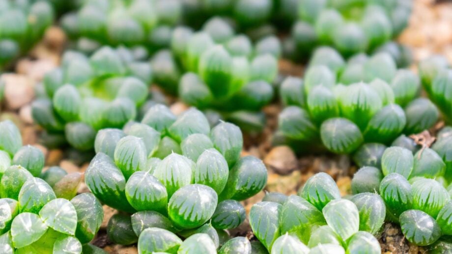 How to Plant, Grow, and Care for Haworthia Obtusa
