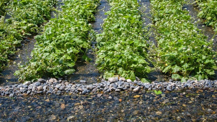 How To Plant, Grow, and Care for Wasabi