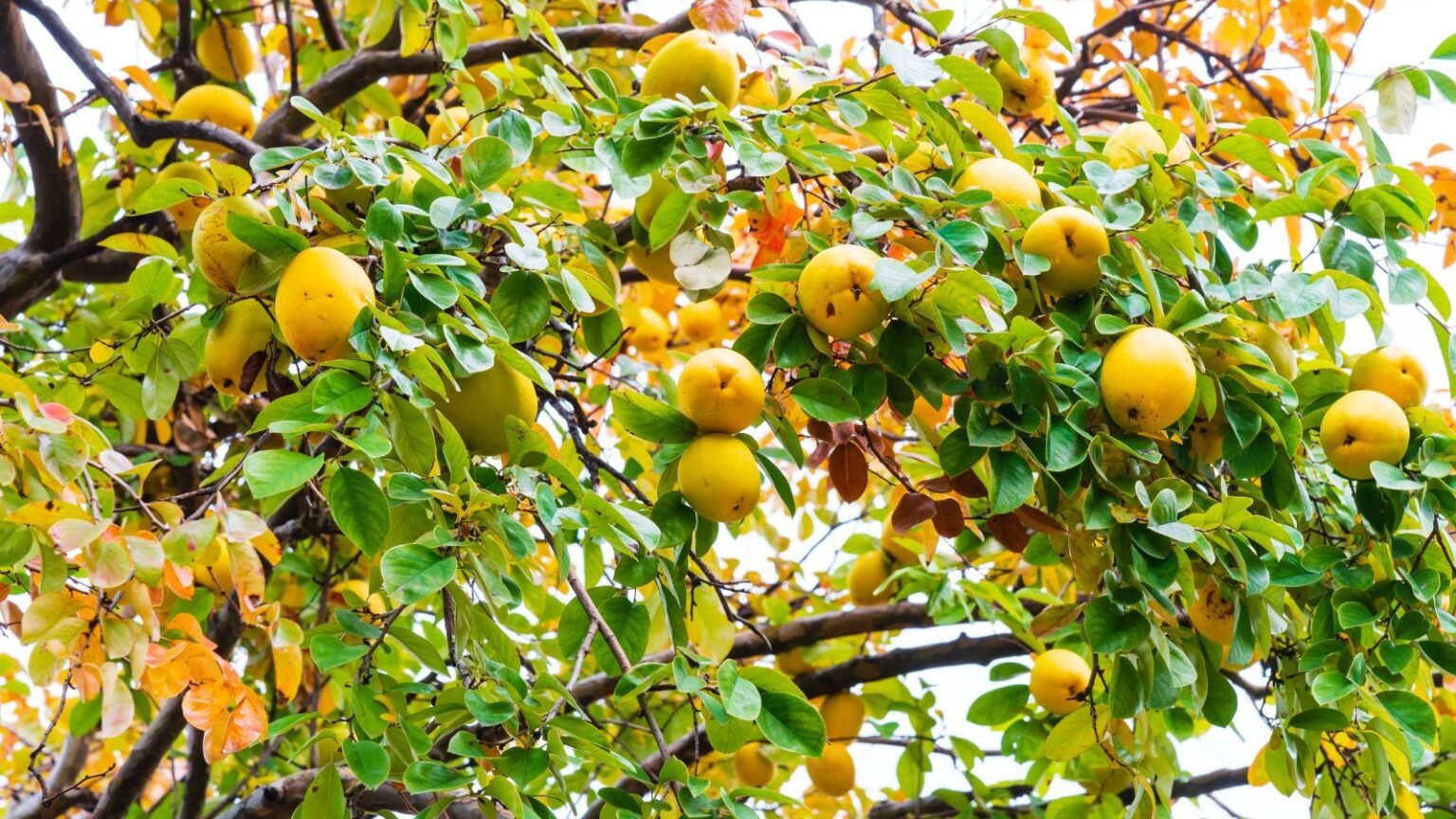 How and When to Harvest Quince