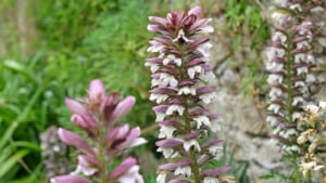 How to Plant, Grow, and Care For Acanthus