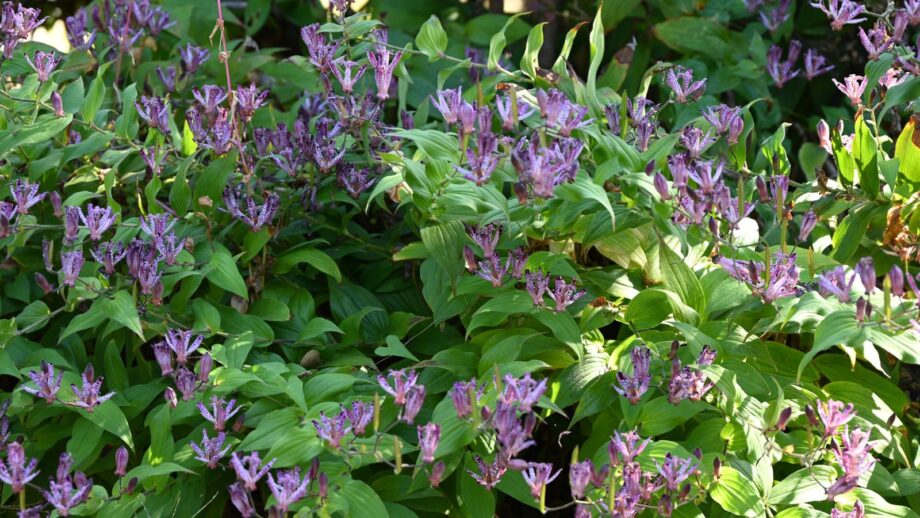 How to Plant, Grow, and Care For Toad Lilies