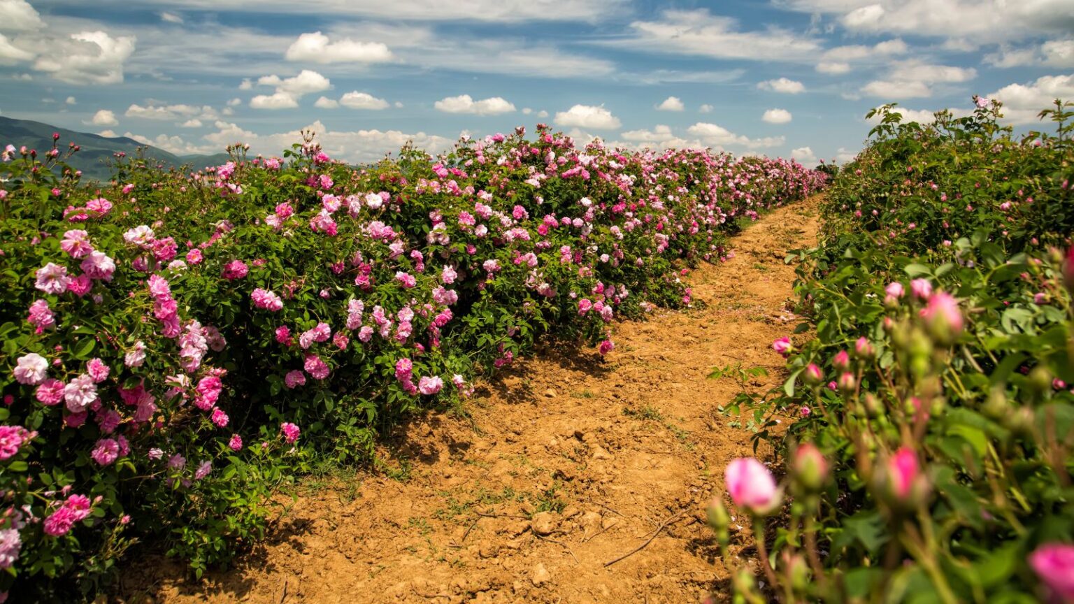 How to Plant, Grow, and Care For Autumn Damask Roses