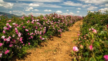 How to Plant, Grow, and Care For Autumn Damask Roses