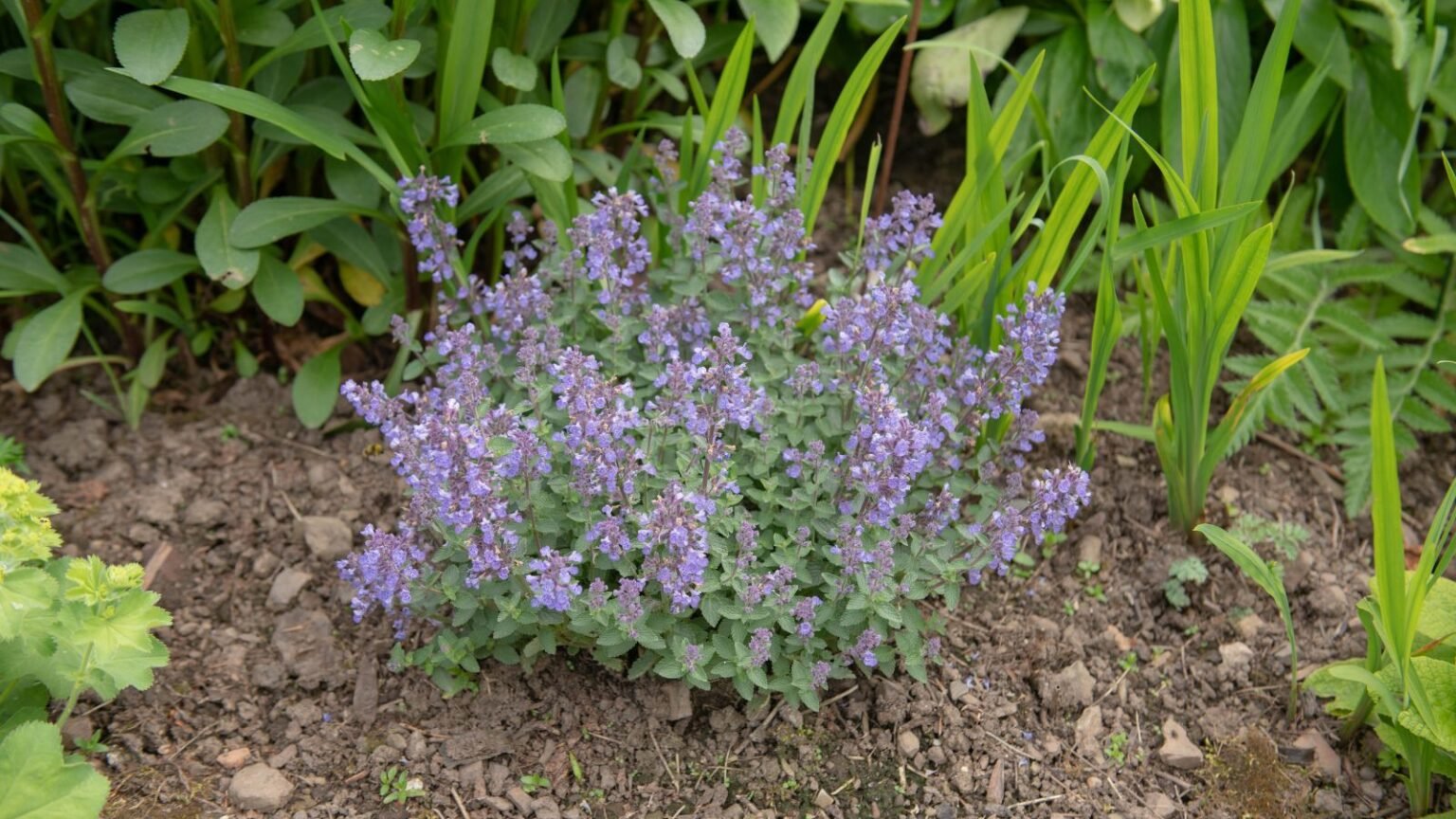 How to Plant, Grow, and Care for Catmint (Nepeta)