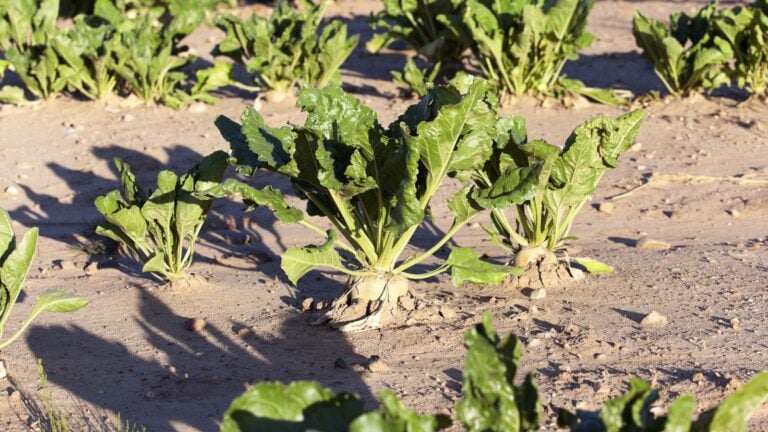 How to Plant, Grow, and Care for Rutabaga