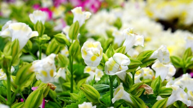How to Plant, Grow, and Care for Torenia