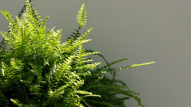 How to Plant, Grow, and care for Boston Ferns