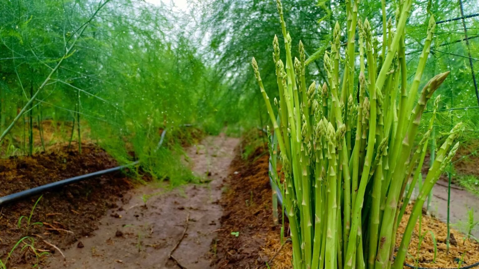 How To Plant, Grow, and Care for Asparagus