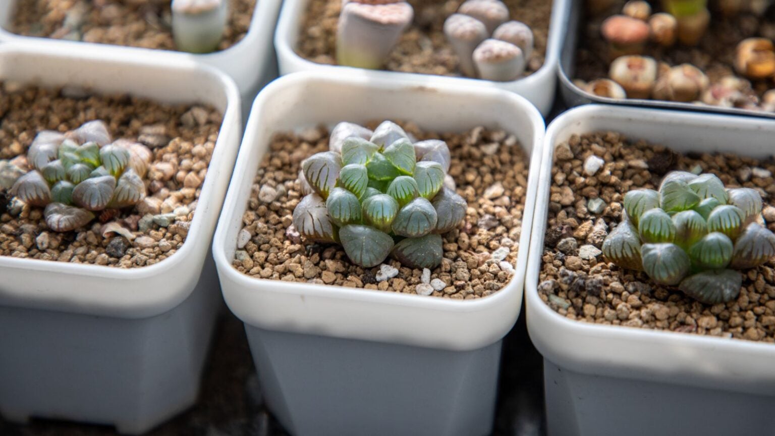 How to Plant, Grow, and Care for Haworthia Obtusa