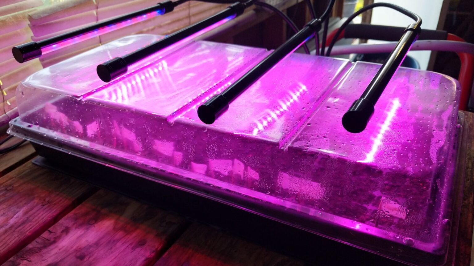 How To Grow Turnip Microgreens in 5 Easy Steps