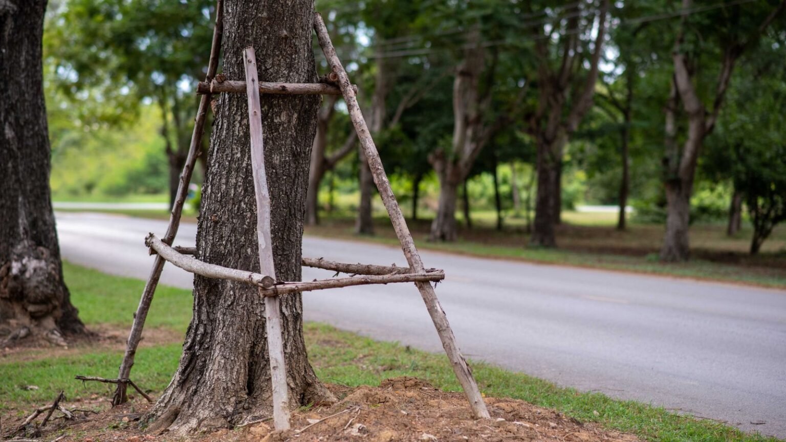 How to Stake A Tree in 5 Easy Steps