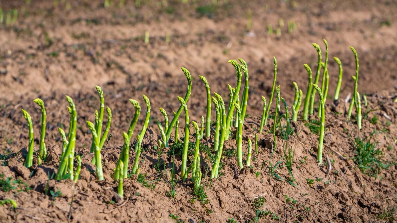 How To Plant, Grow, and Care for Asparagus