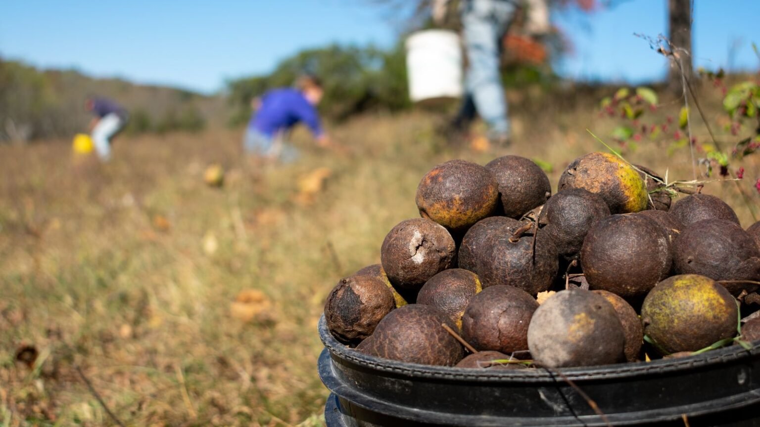How to Plant, Grow, and Care for Black Walnut Tree