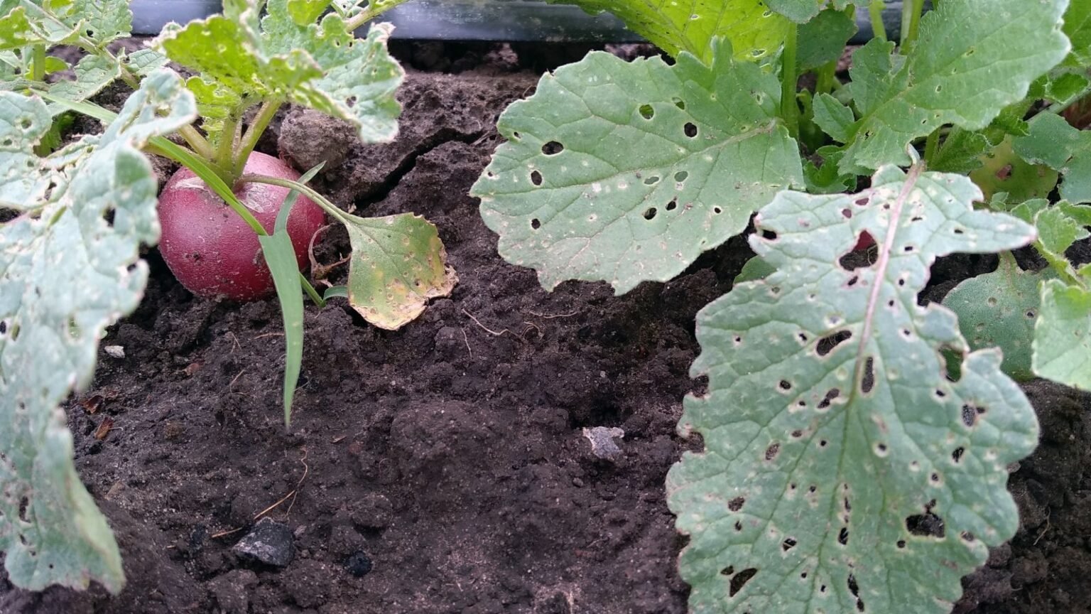 How to Identify and Get Rid of Flea Beetles