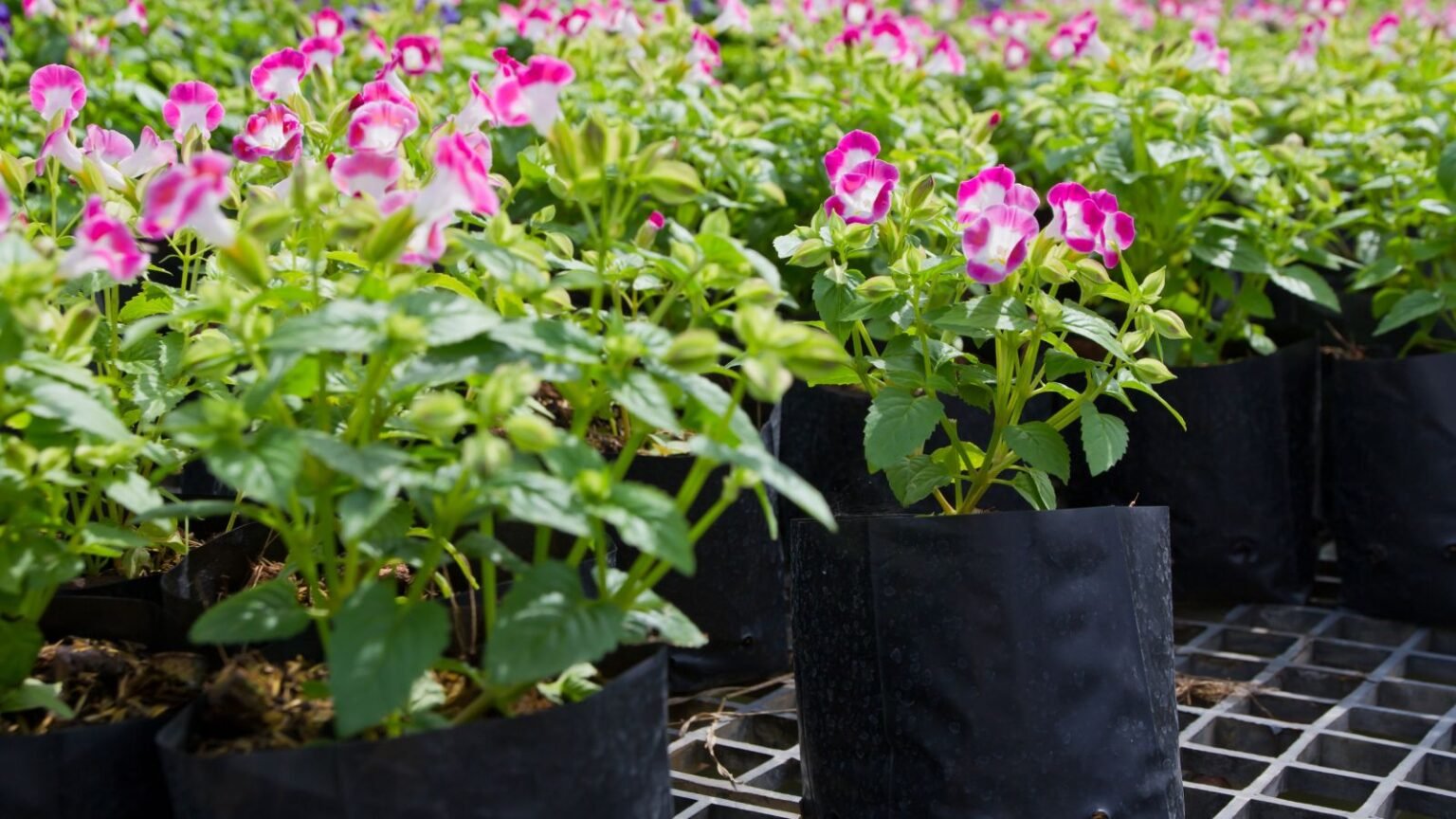 How to Plant, Grow, and Care for Torenia
