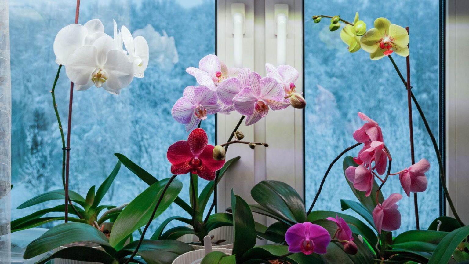9 Smart Ways to Protect Your Tender Crops From Frost