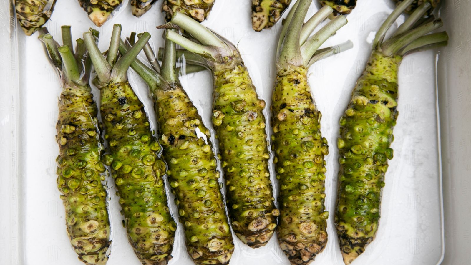 How To Plant, Grow, and Care for Wasabi