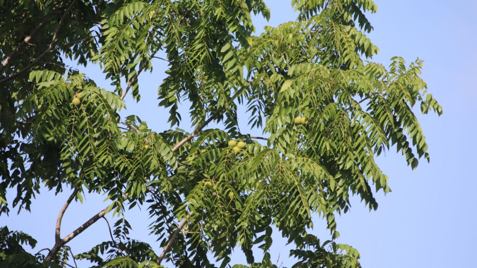 How to Plant, Grow, and Care for Black Walnut Tree