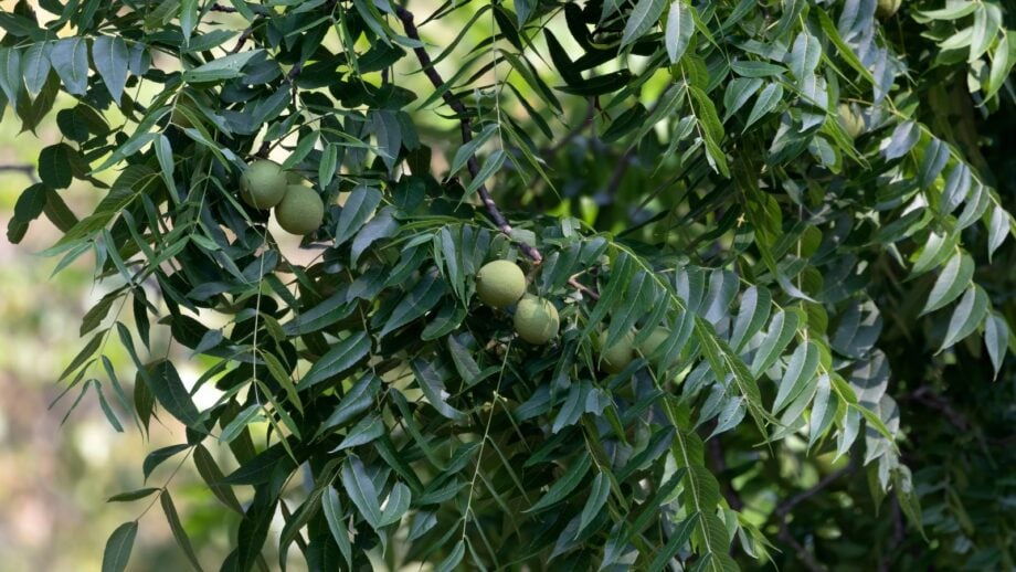 How to Plant, Grow, and Care for Black Walnut Tree