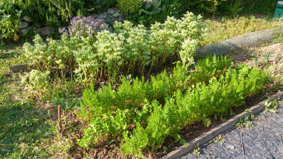 11 Parsnip Growing Problems to Watch for this Season