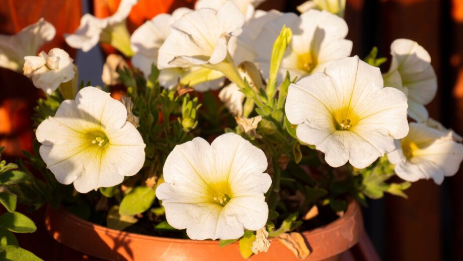 How to Plant, Grow, and Care For Firefly Petunias