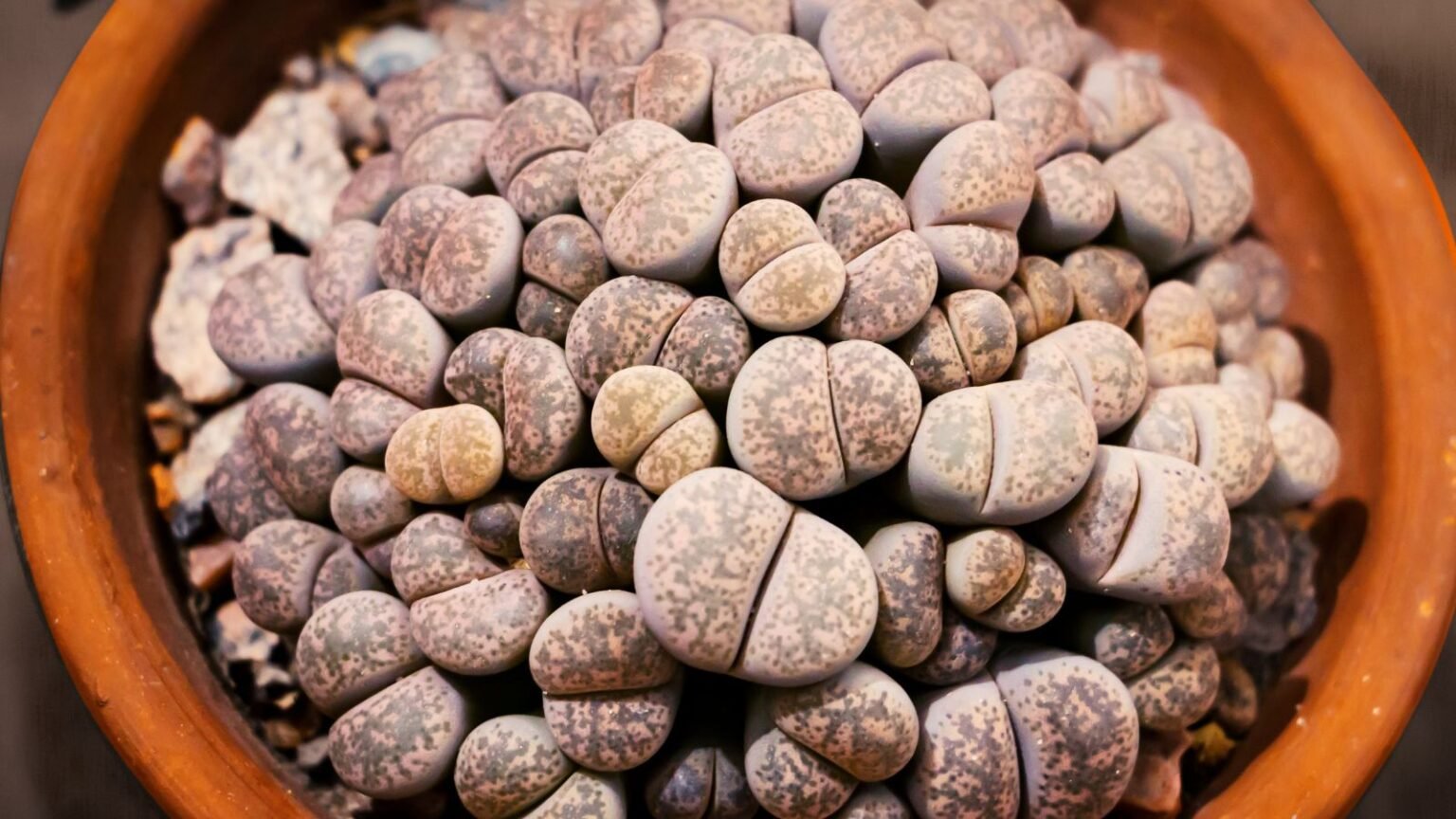 How to Plant, Grow, and Care for Lithops (Living Stone Plants)