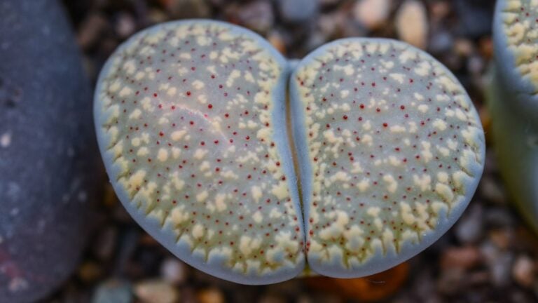 How to Plant, Grow, and Care for Lithops (Living Stone Plants)