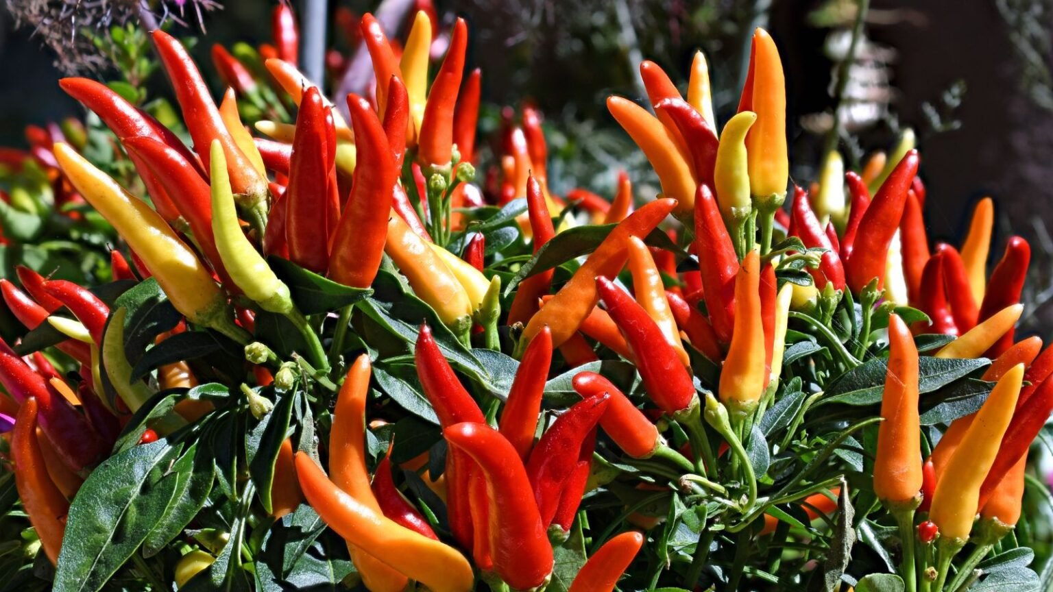 How to Plant, Grow, and Care for Ornamental Peppers