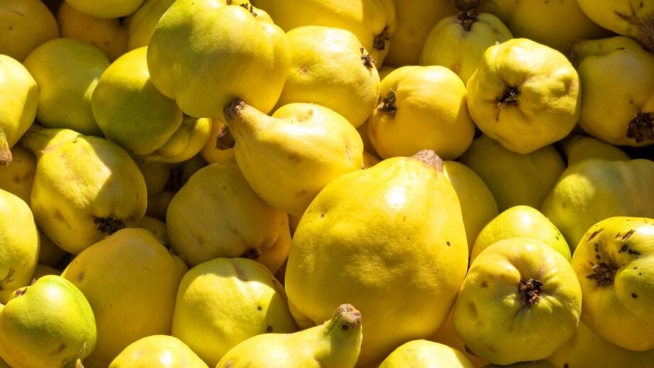 How and When to Harvest Quince