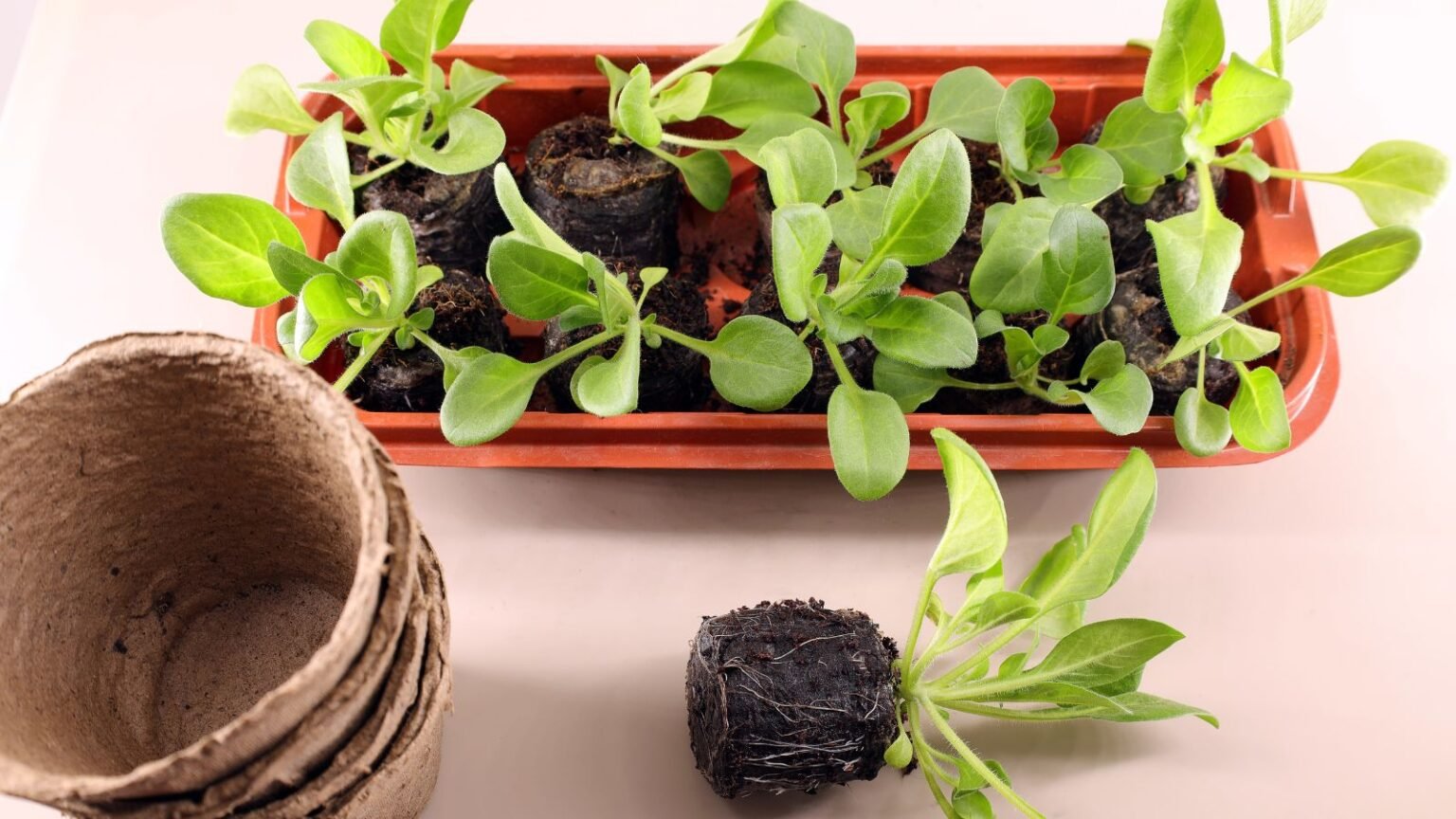 How to Plant, Grow, and Care For Firefly Petunias