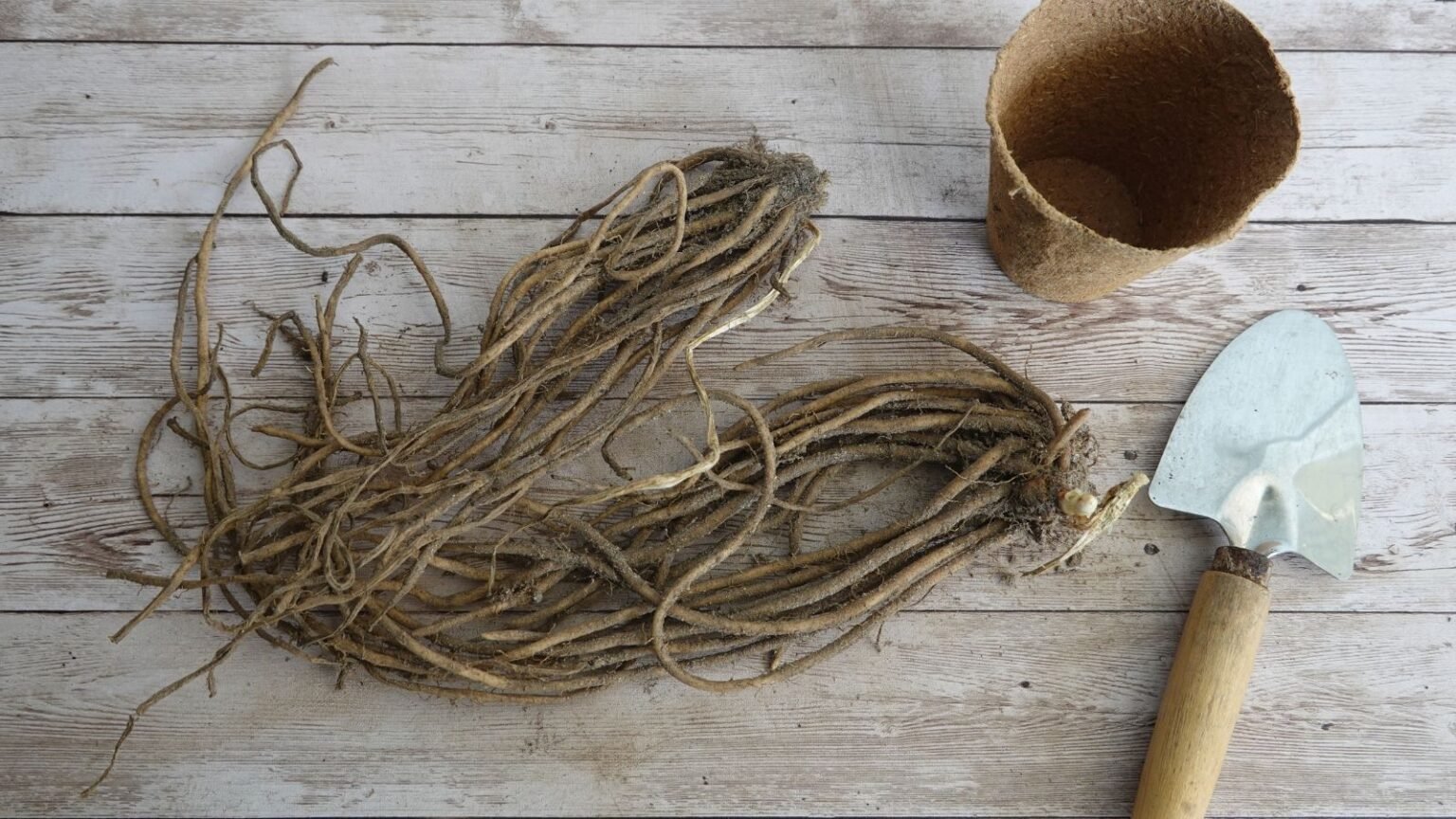 How To Plant, Grow, and Care for Asparagus