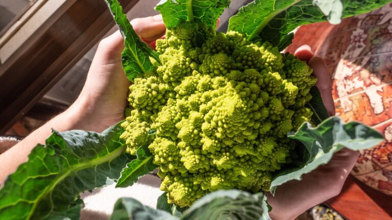 How to Plant, Grow, and Care for Romanesco Broccoli (Roman Cauliflower)